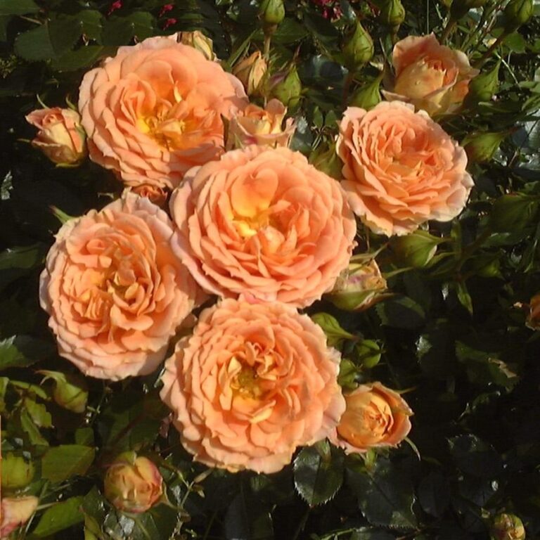 Shop – The Garden Rose Company