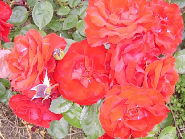 Dublin Bay – The Garden Rose Company