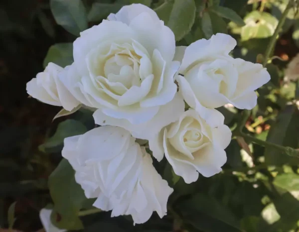 Iceberg – The Garden Rose Company