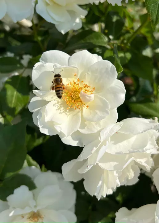 Iceberg Standard Rose Tree Budded at 100cm – The Garden Rose Company