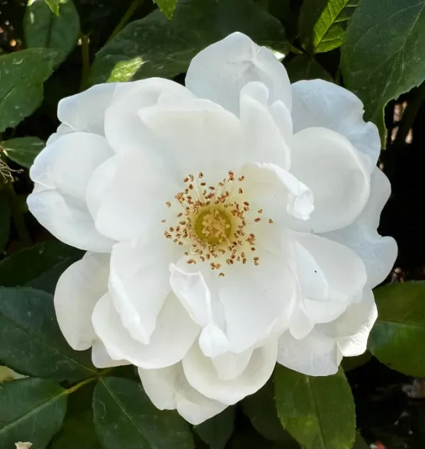 Iceberg Standard Rose Tree Budded at 100cm – The Garden Rose Company