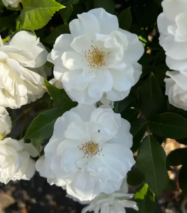 Iceberg Standard Rose Tree Budded at 100cm – The Garden Rose Company