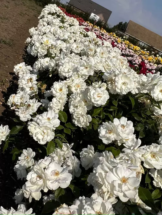 Iceberg Standard Rose Tree Budded at 100cm – The Garden Rose Company