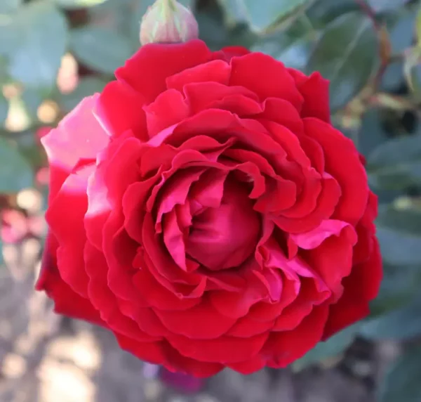 Ingrid Bergman – The Garden Rose Company