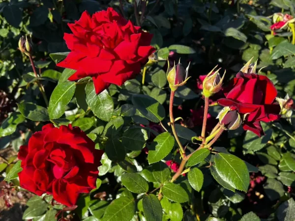 Ingrid Bergman – The Garden Rose Company