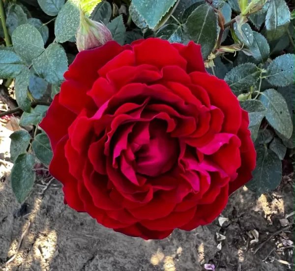 Ingrid Bergman – The Garden Rose Company