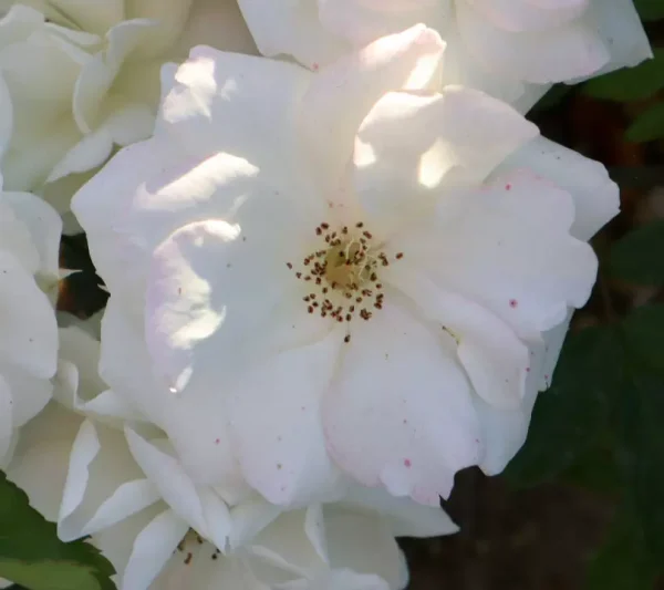 Midsummer Snow – The Garden Rose Company