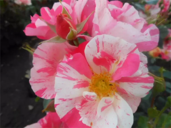 Mind Games – The Garden Rose Company