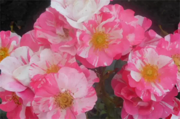 Mind Games – The Garden Rose Company