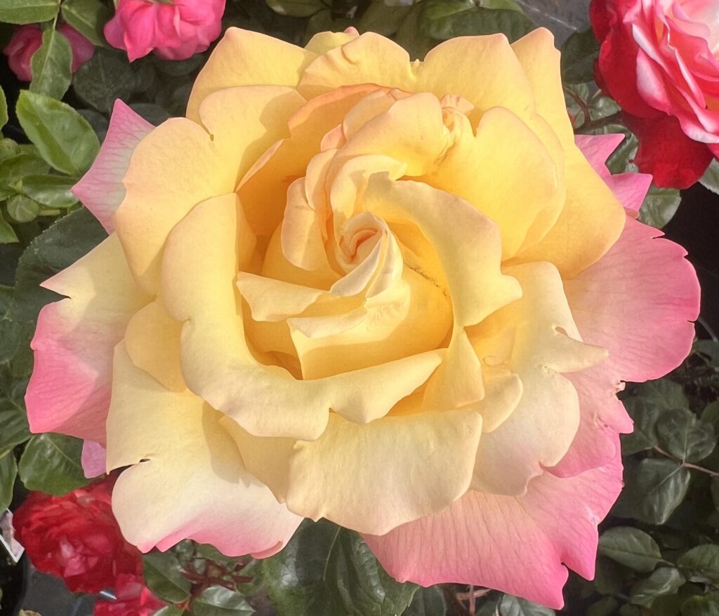Peace – The Garden Rose Company