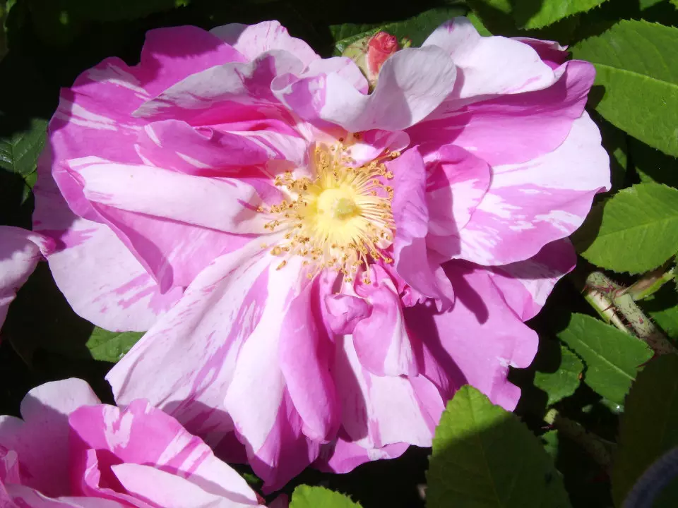 Rosa Mundi – The Garden Rose Company