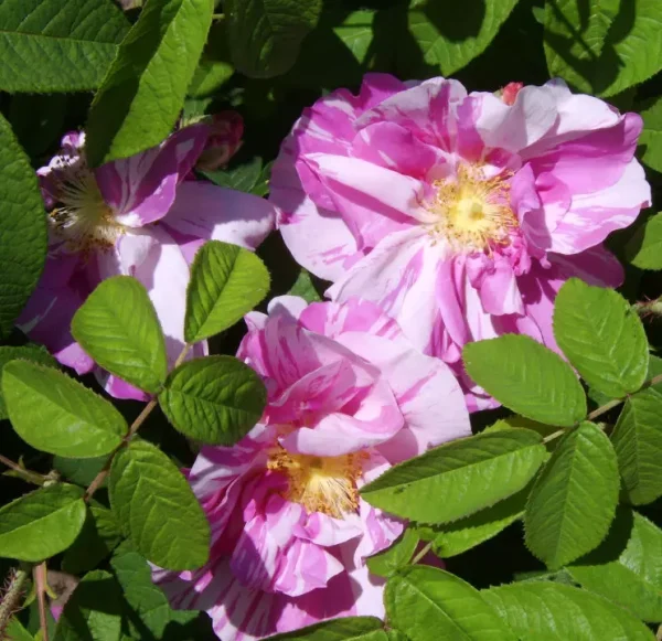 Rosa Mundi – The Garden Rose Company