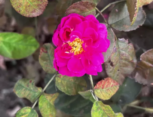 Rosa de Rescht – The Garden Rose Company