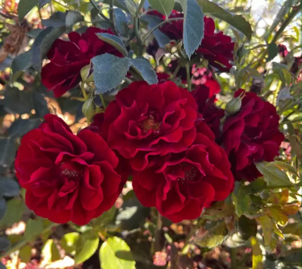 Ruby Celebration – The Garden Rose Company