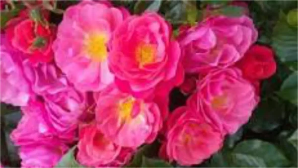 Secret Smile – The Garden Rose Company