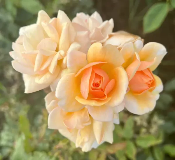 Sweet Honey – The Garden Rose Company