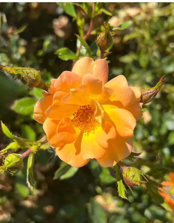 Sweet Magic – The Garden Rose Company