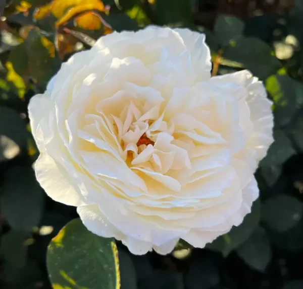 White Parfum de Provence – The Garden Rose Company