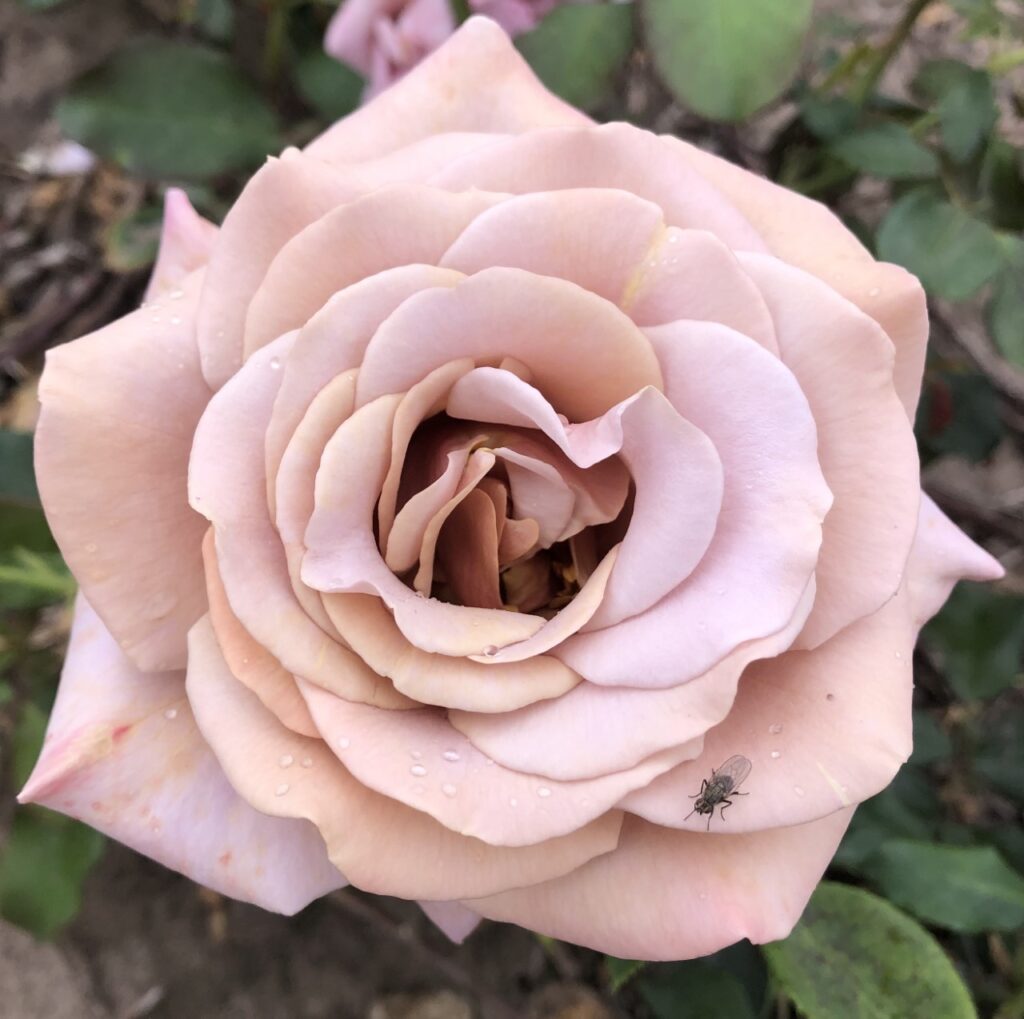 Koko Loko – The Garden Rose Company