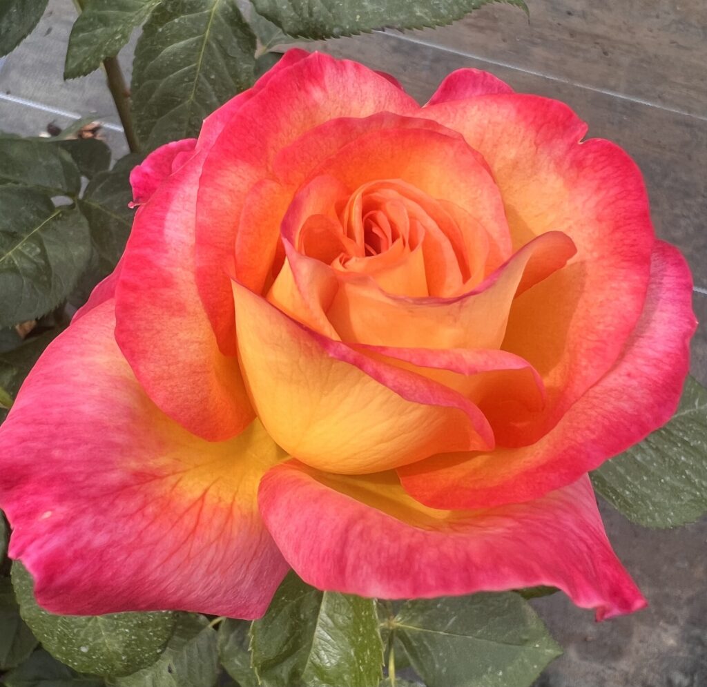 Love & Peace – The Garden Rose Company