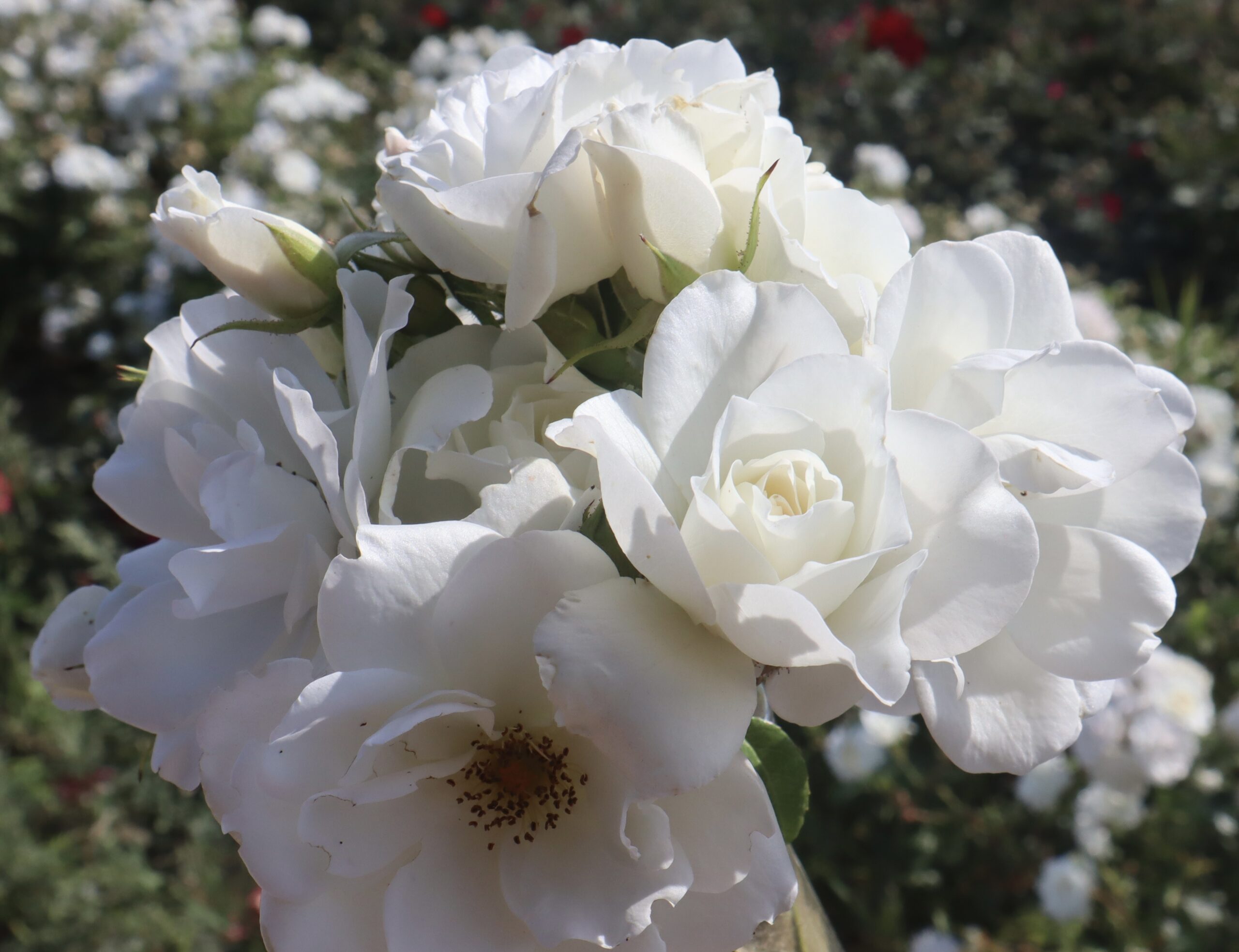 Yorkshire Princess – The Garden Rose Company