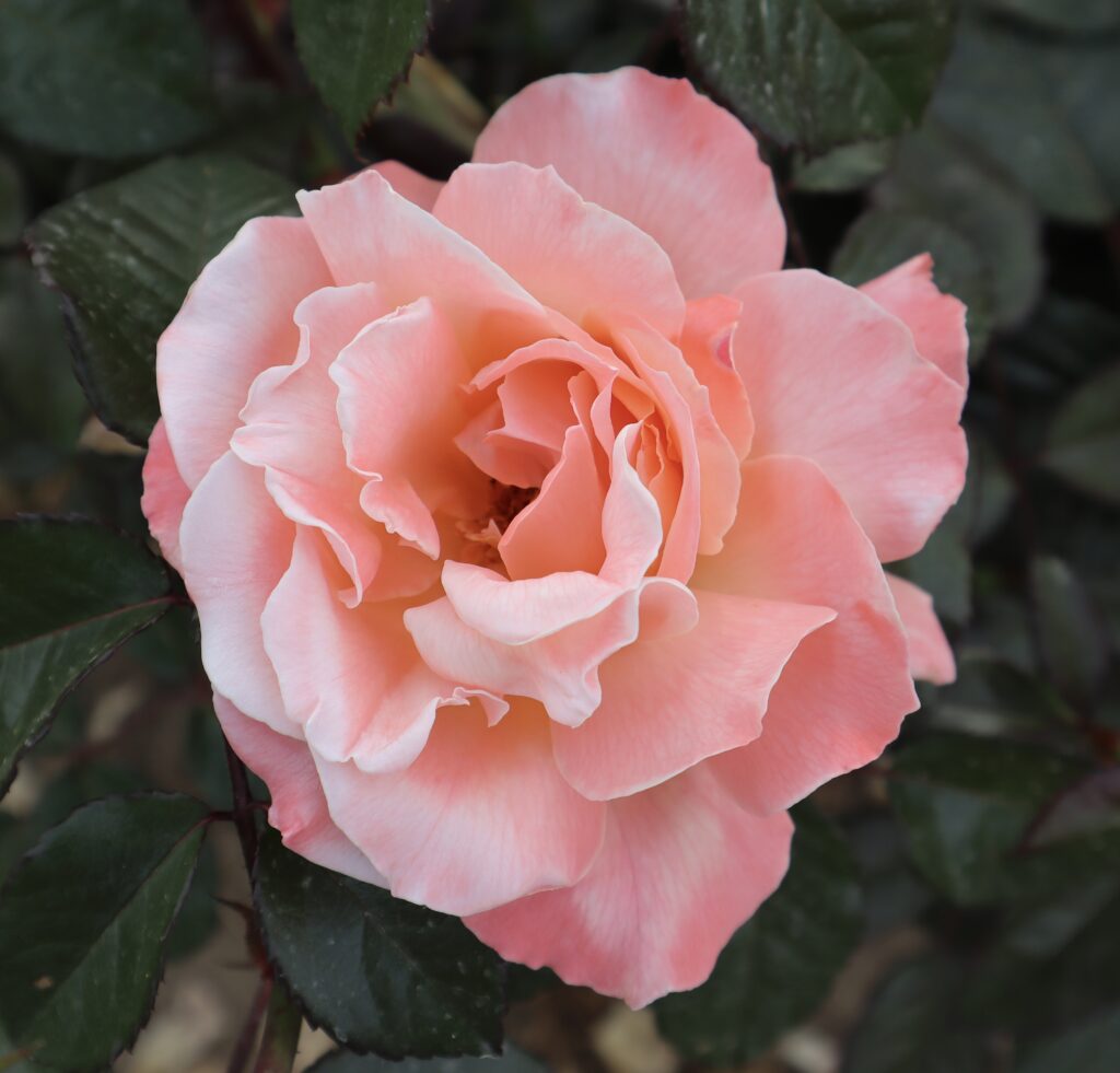 Sally’s Rose – The Garden Rose Company