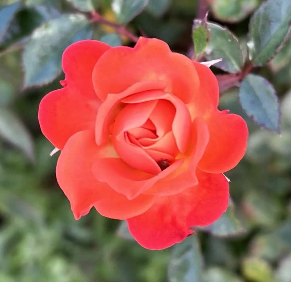 Danny Boy – The Garden Rose Company