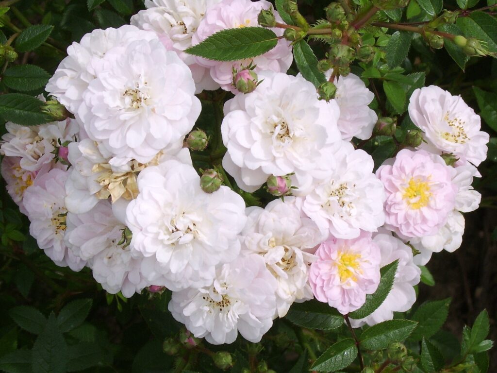 Little Rambler – The Garden Rose Company