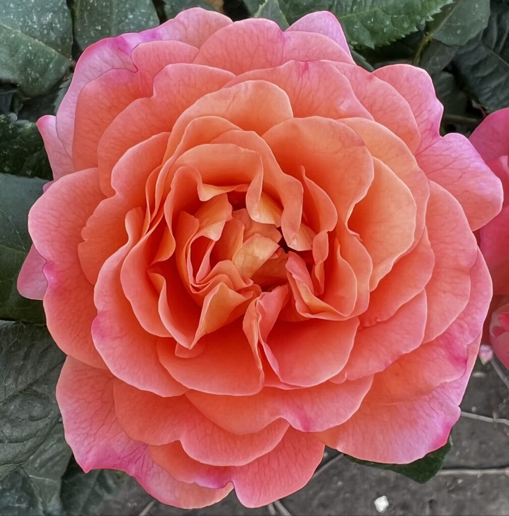 Rachel – The Garden Rose Company