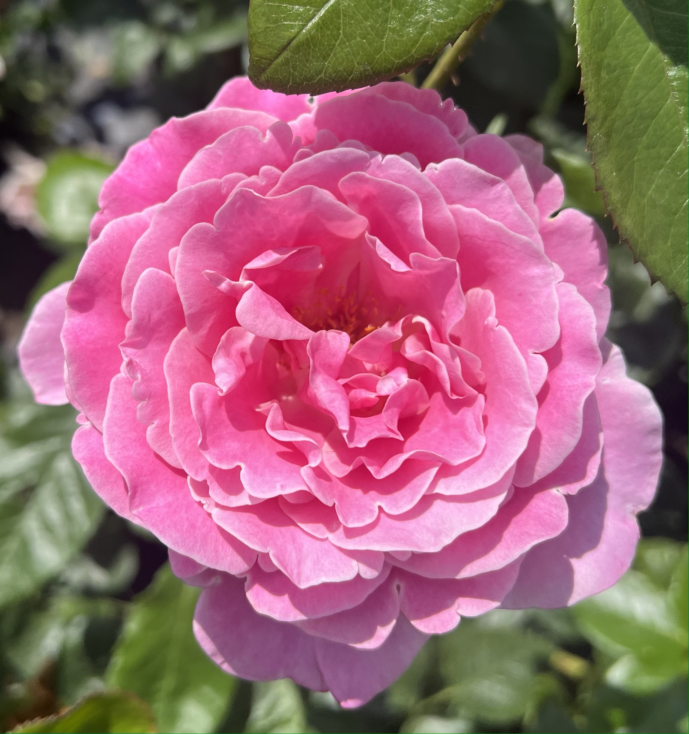 Olivia – The Garden Rose Company