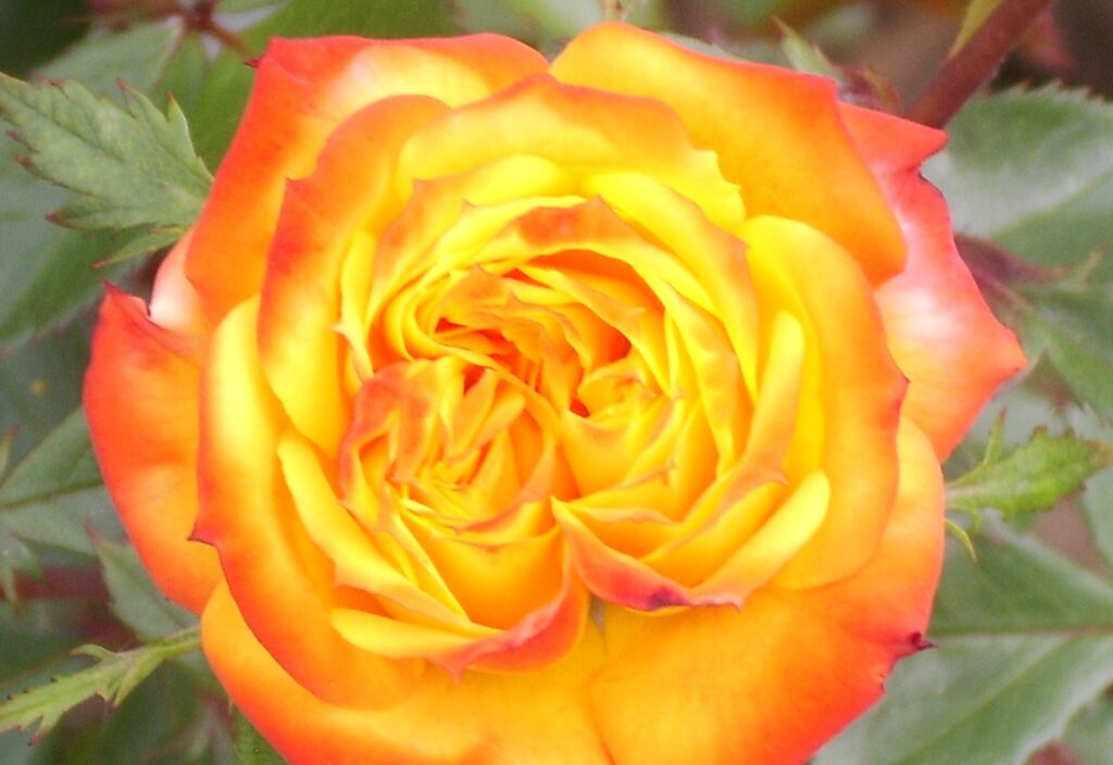 Irish Eyes – The Garden Rose Company