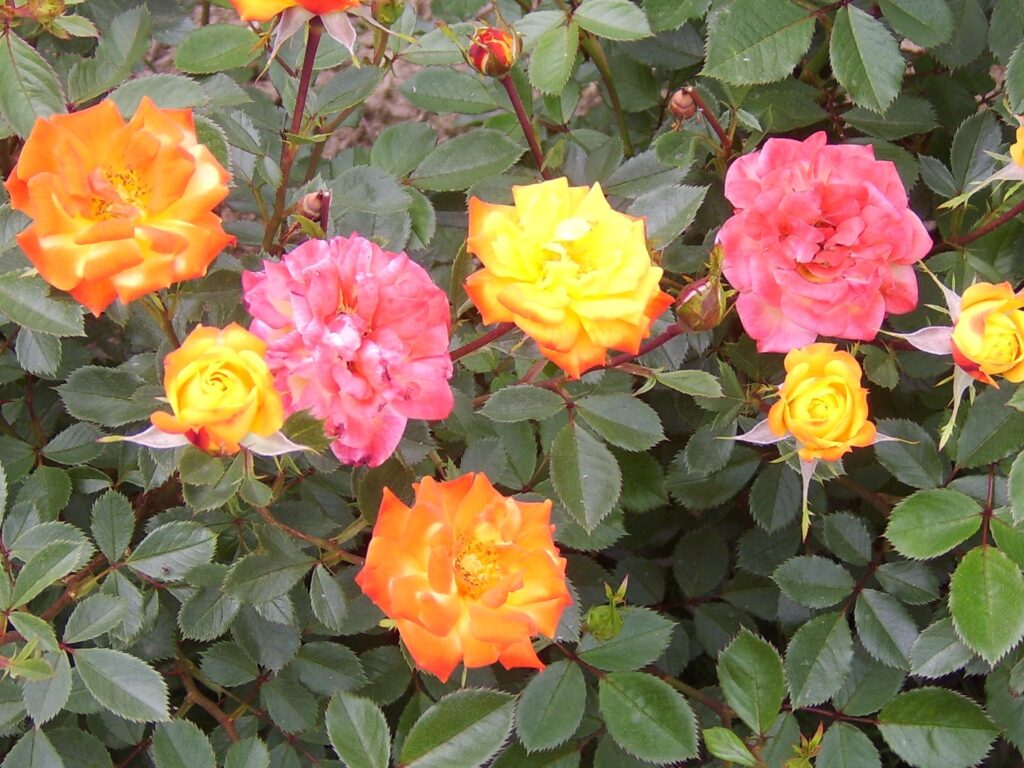 Irish Eyes – The Garden Rose Company