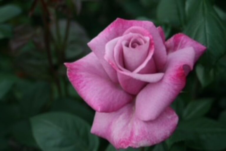 My Lovely Dad – The Garden Rose Company
