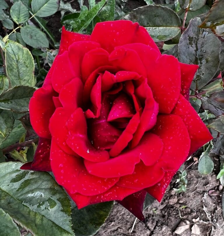 Deep Secret – The Garden Rose Company