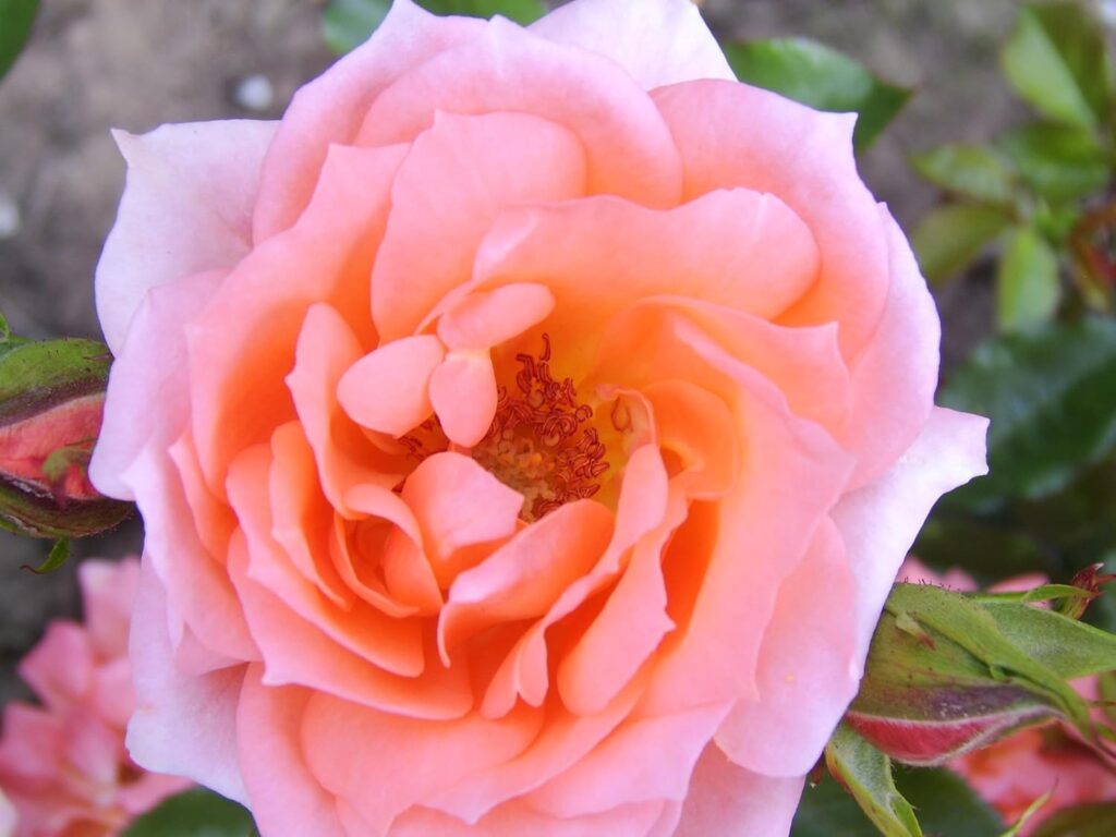 Genesis – The Garden Rose Company