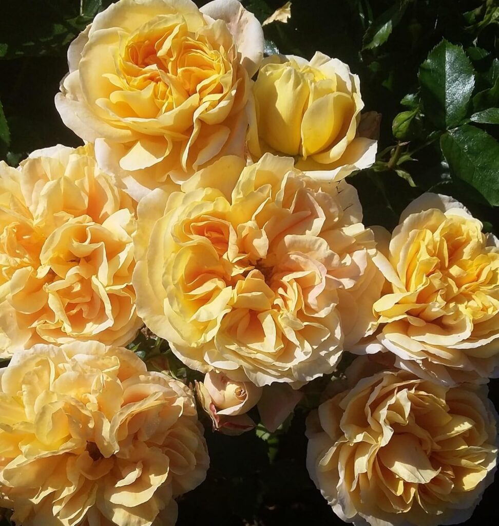 i Candi – The Garden Rose Company