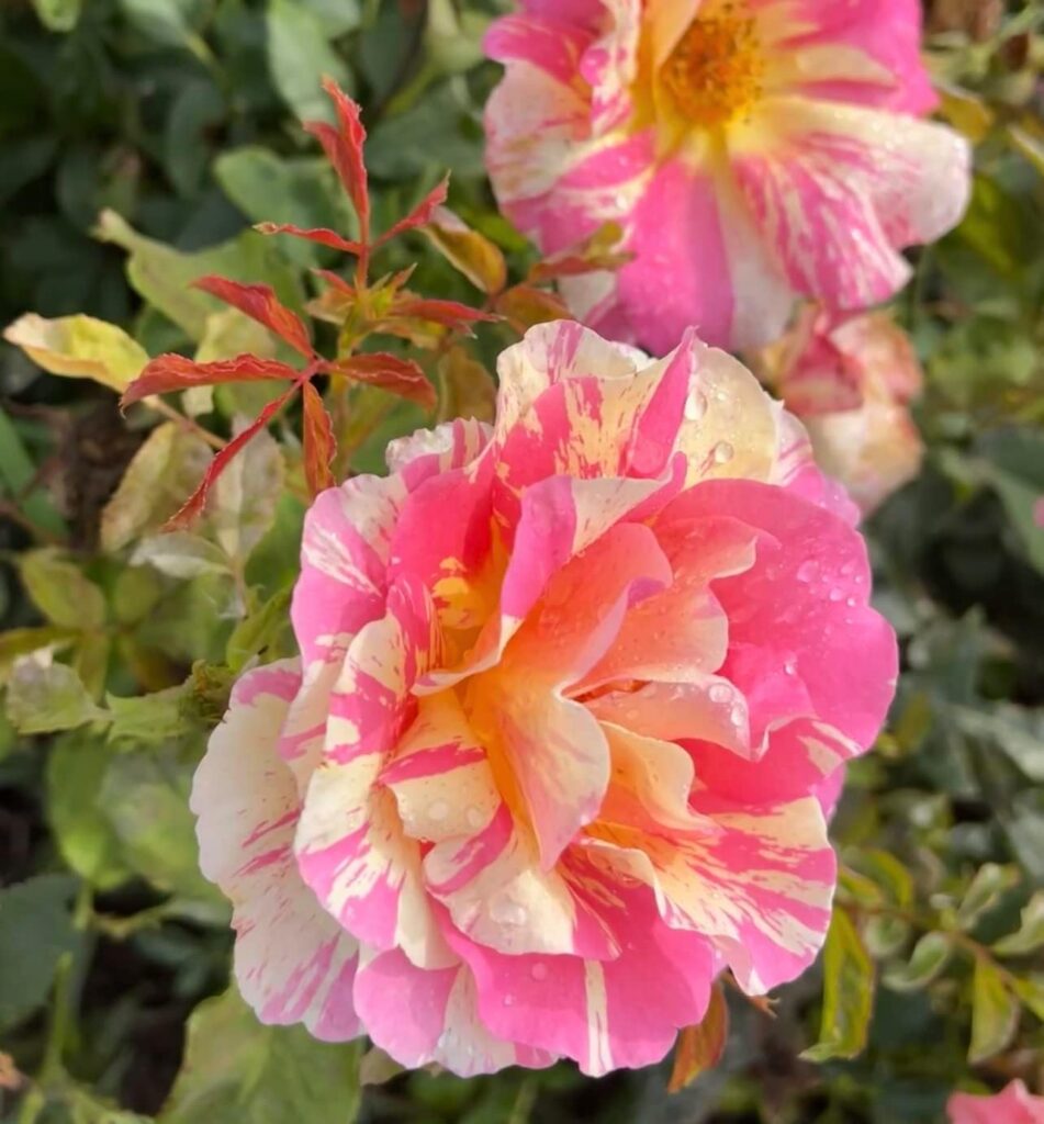 Claude Monet Standard Rose Tree Budded at 80cm – The Garden Rose Company