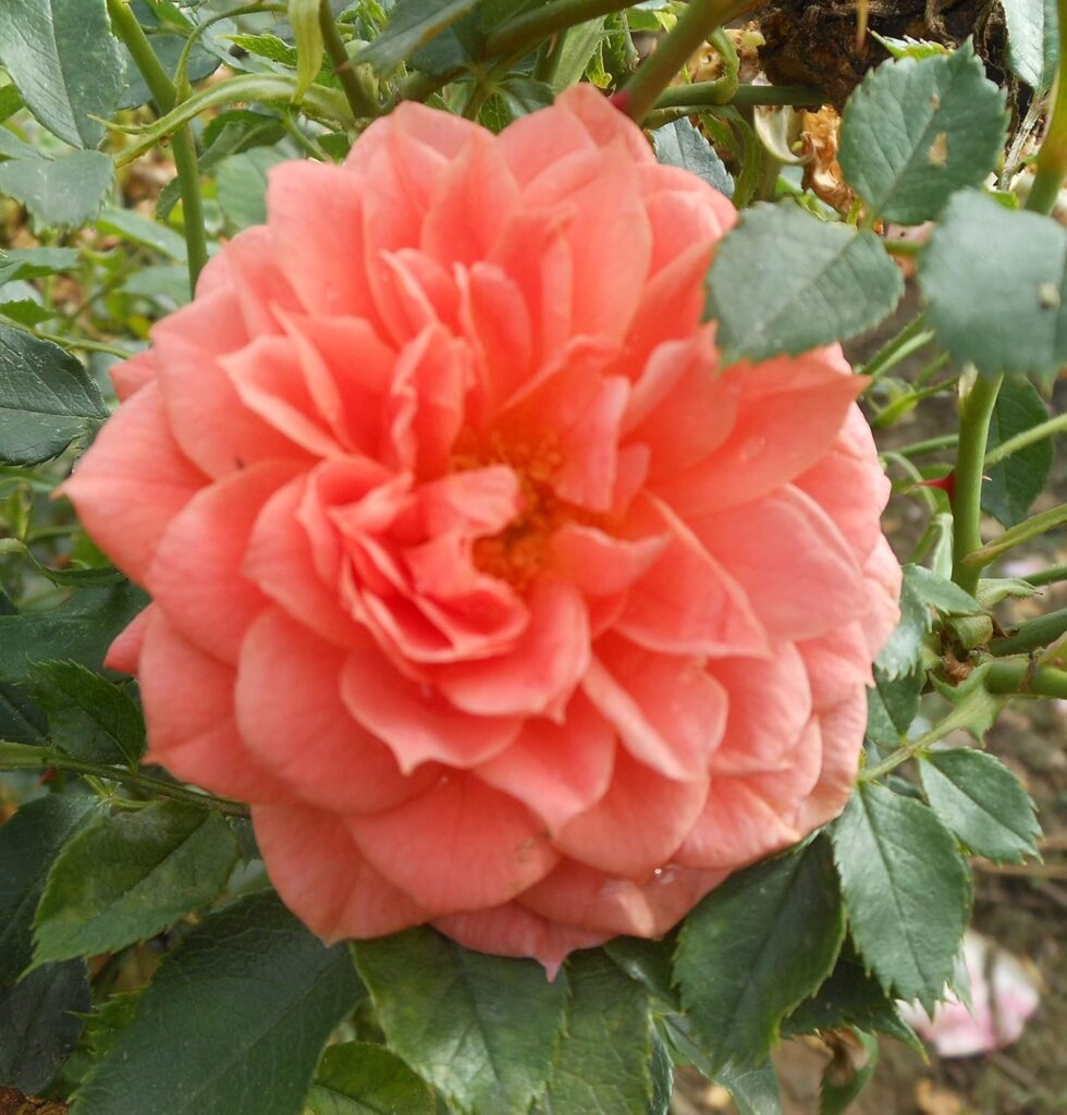 Jean – The Garden Rose Company