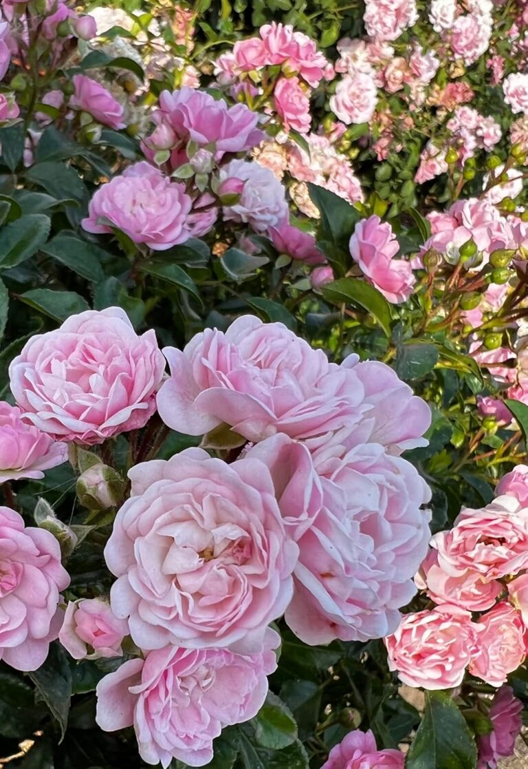 Elizabeth – The Garden Rose Company