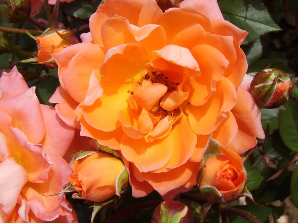 Wildfire – The Garden Rose Company